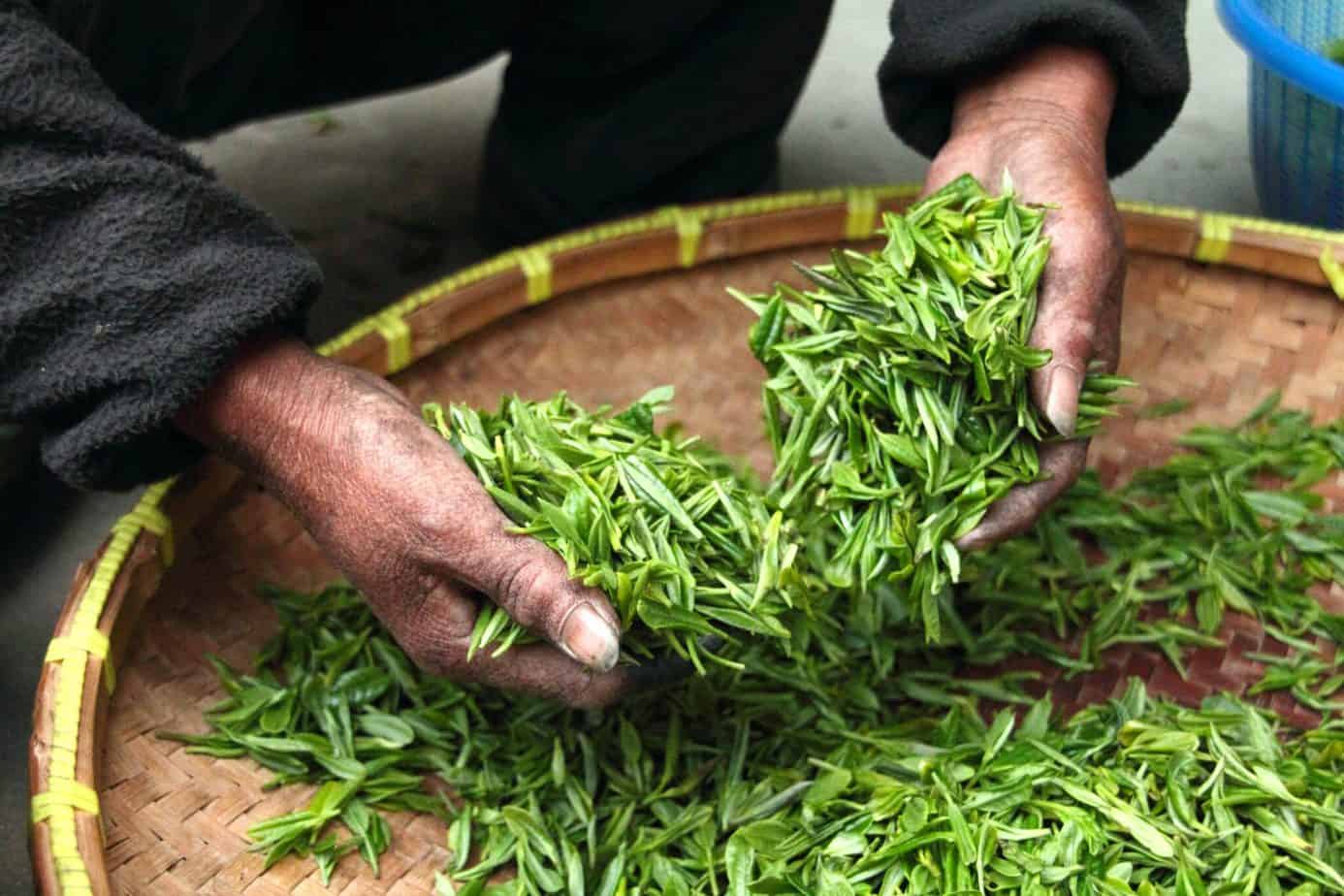 Tea 101: How Tea Is Grown & Harvested